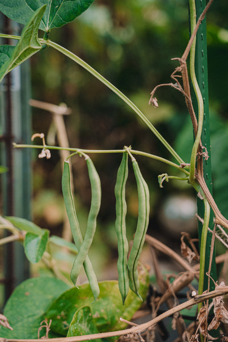 Blue Lake beans (climbing) – seeds – Garden with Connie