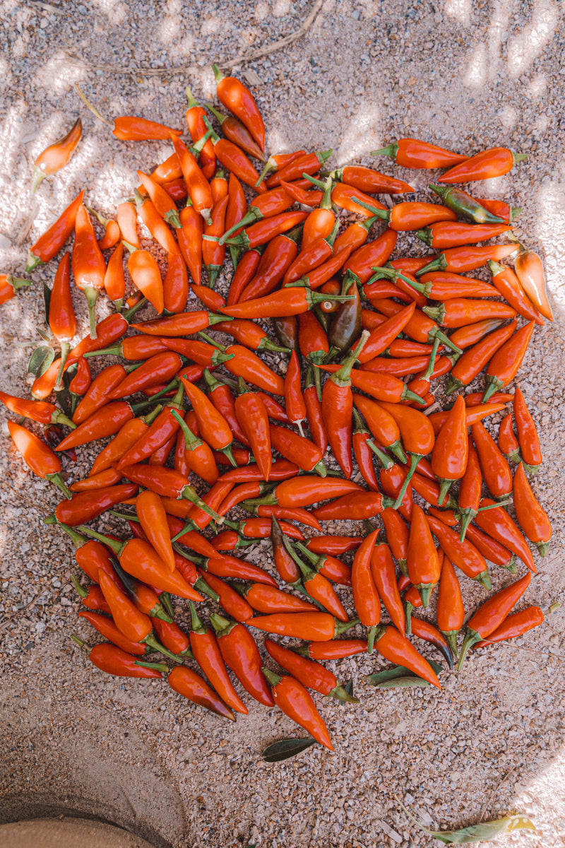 Chilli - Chao Tian Jiao II / Heaven Facing (辣椒) seeds – Garden with Connie